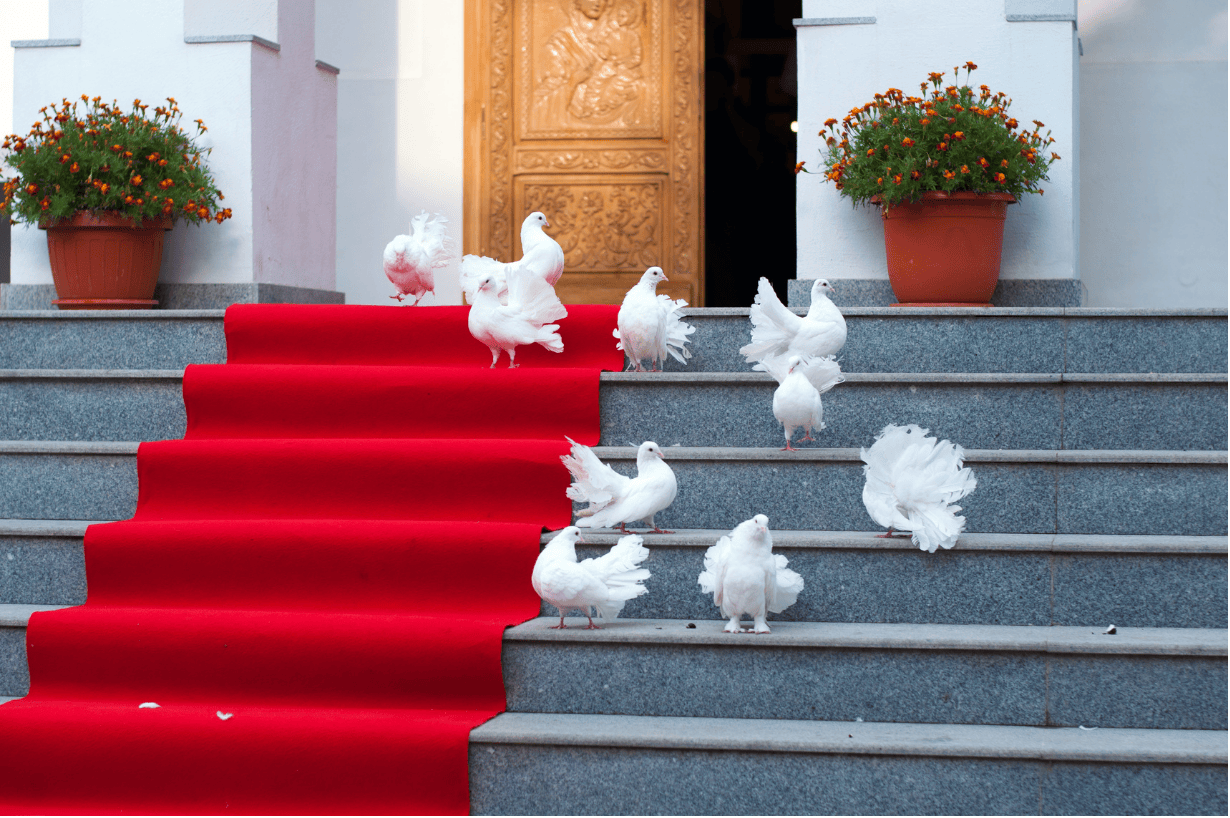 Weiße Tauben für die Hochzeit – Preise und Optionen - EHEMOMENTE ...